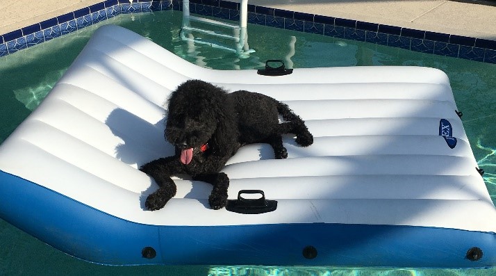 Swimtastic Blog | Swimming Lessons for Dogs